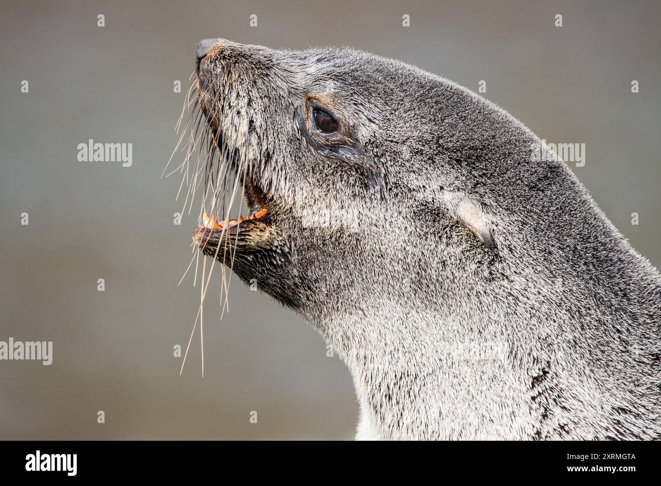 Arctic seal portrait hi-res stock photography and images - Alamy