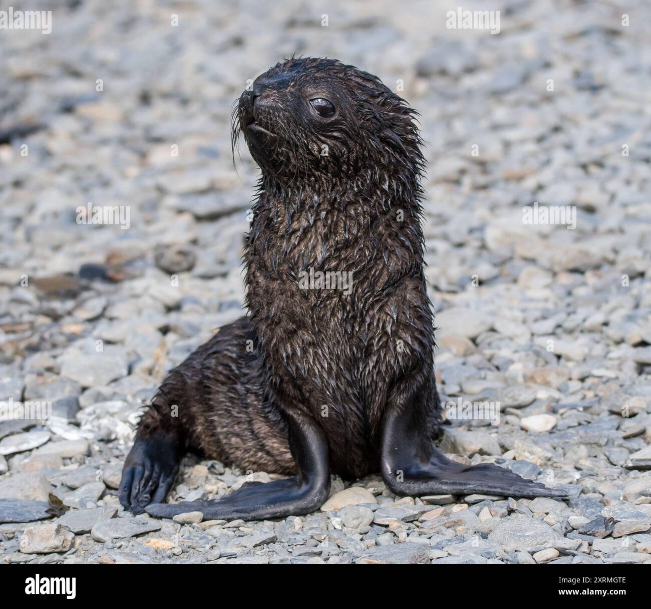Antarctica design hi-res stock photography and images - Alamy