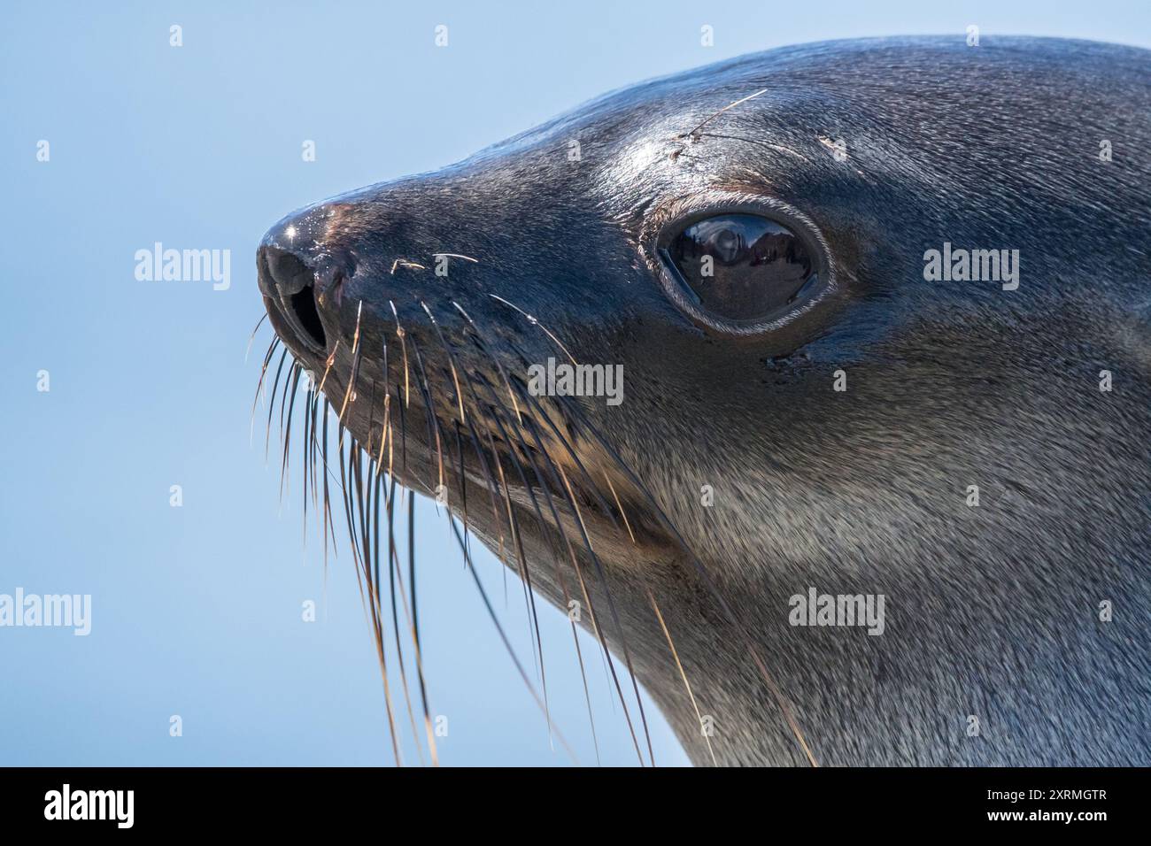 Arctic seal portrait hi-res stock photography and images - Alamy