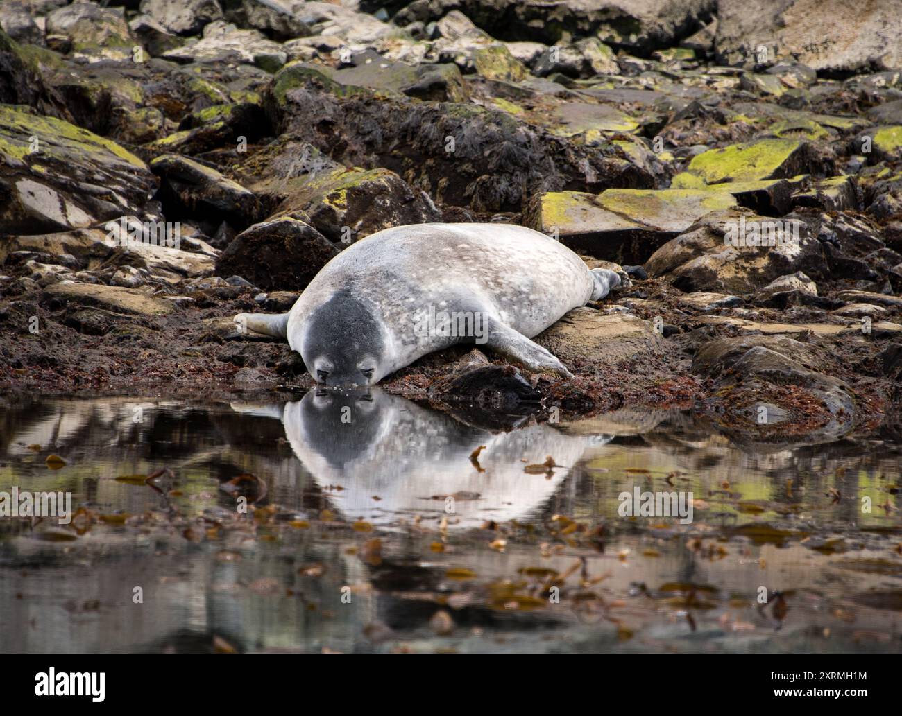 drinking Weddel seal reflects in water Stock Photo - Alamy
