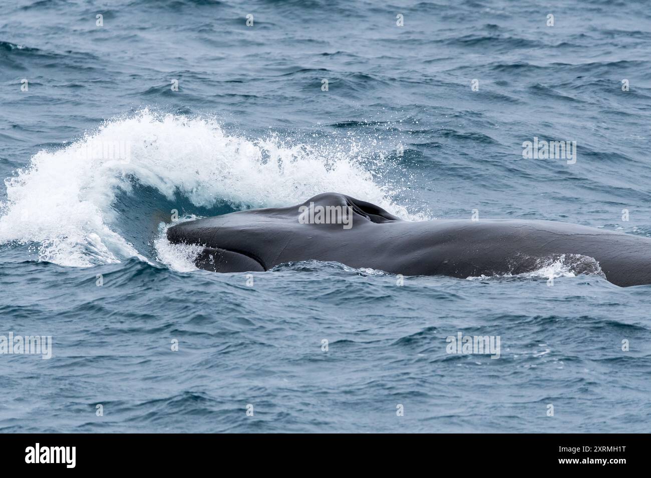 Antarctica blue whale hi-res stock photography and images - Alamy