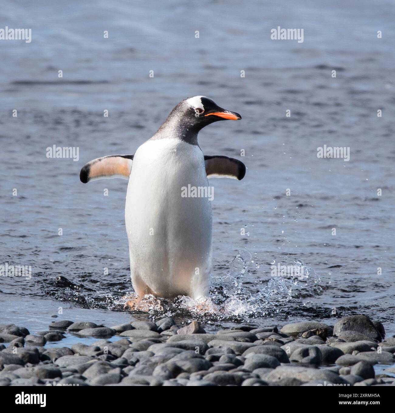 Gentoo penguin in water hi-res stock photography and images - Alamy
