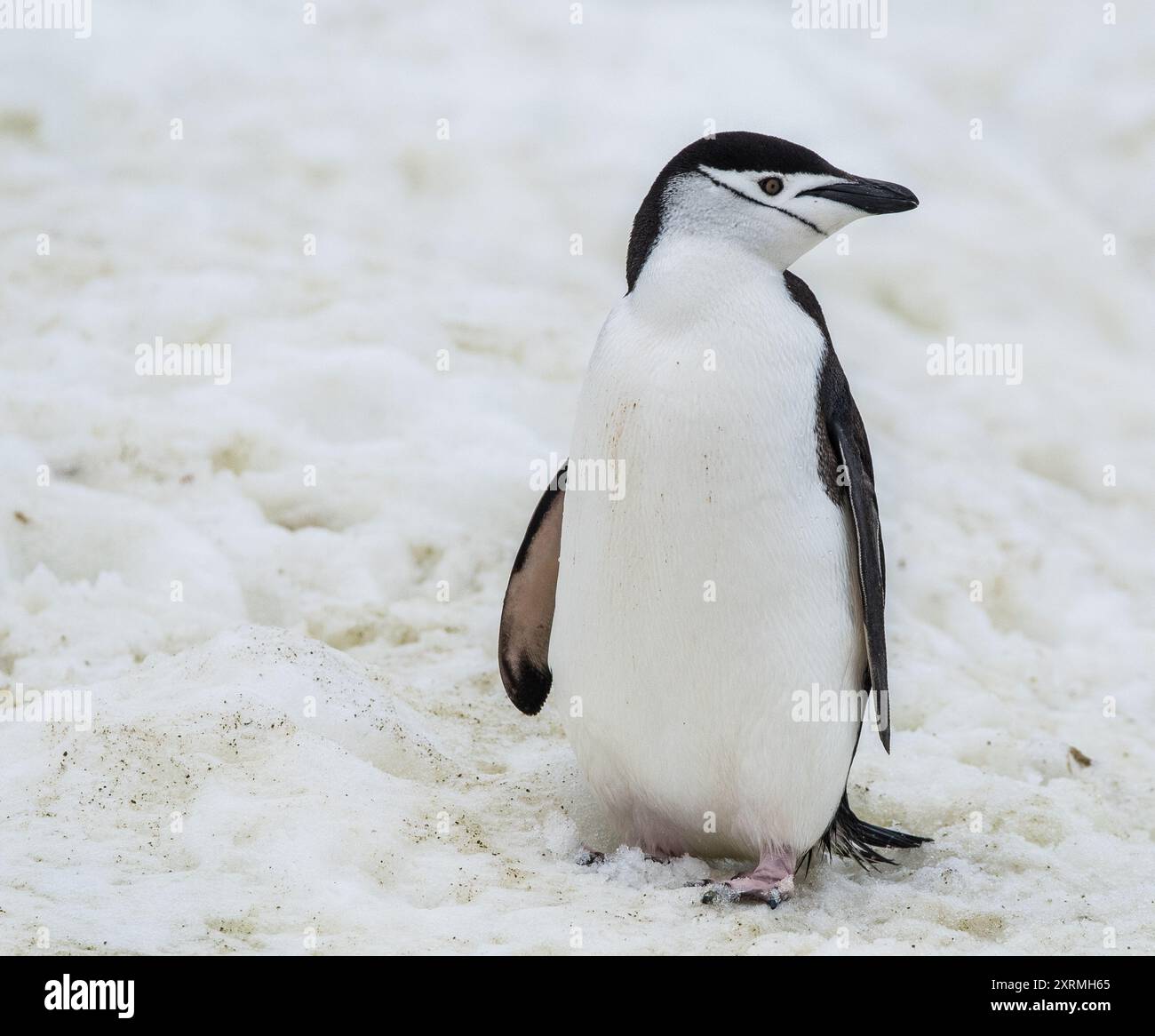 Antarctic penguin snow hi-res stock photography and images - Alamy