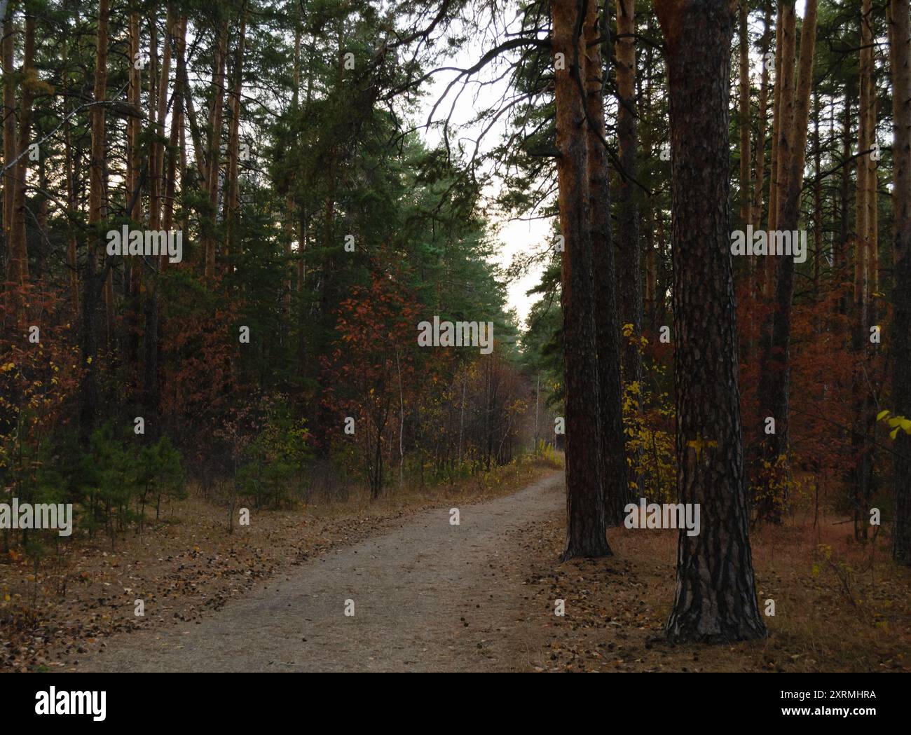 Deep trees in twilight hi-res stock photography and images - Alamy
