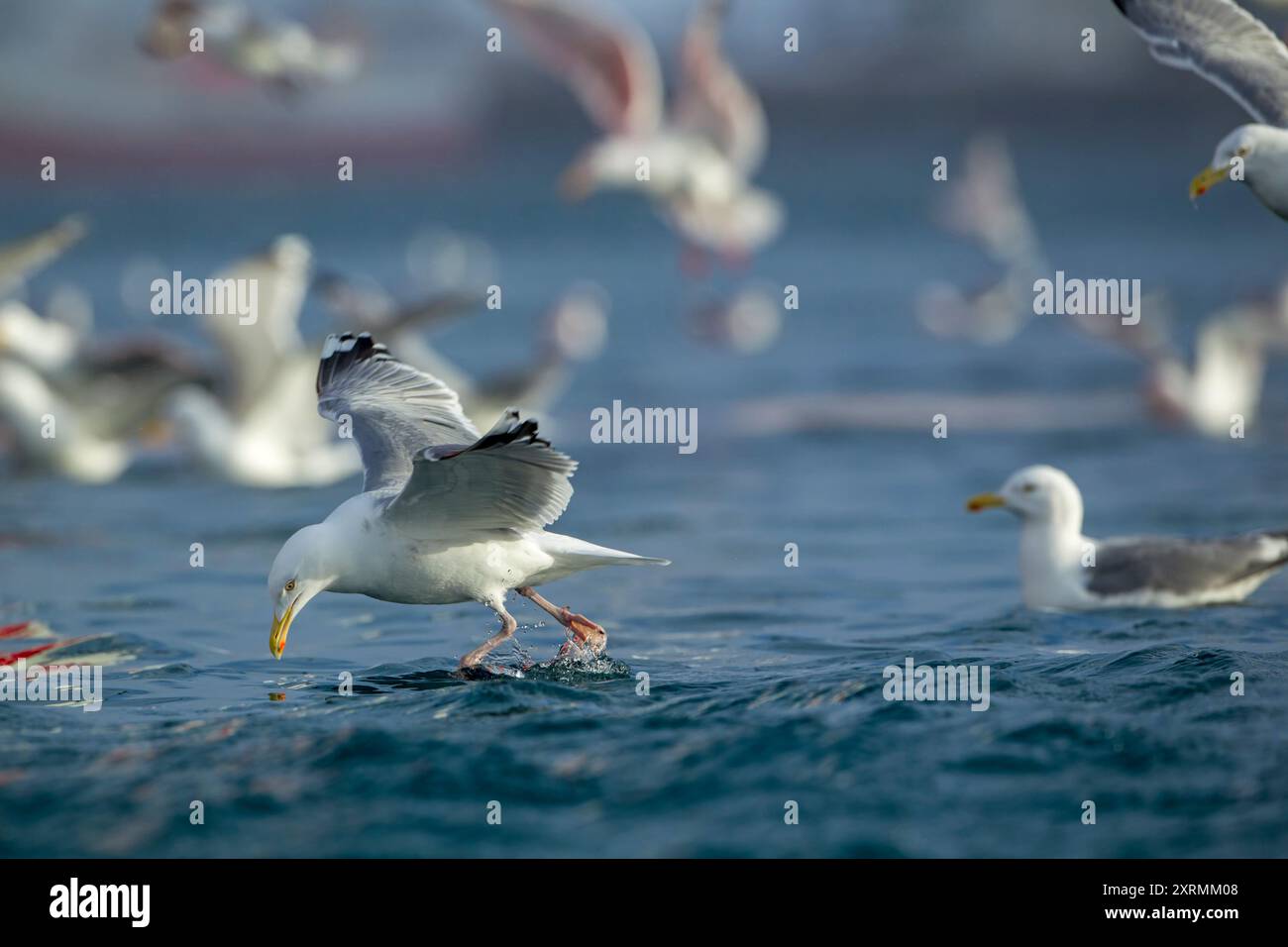 Herring gull (Larus argentatus) mass of birds in a harbour flying in ...