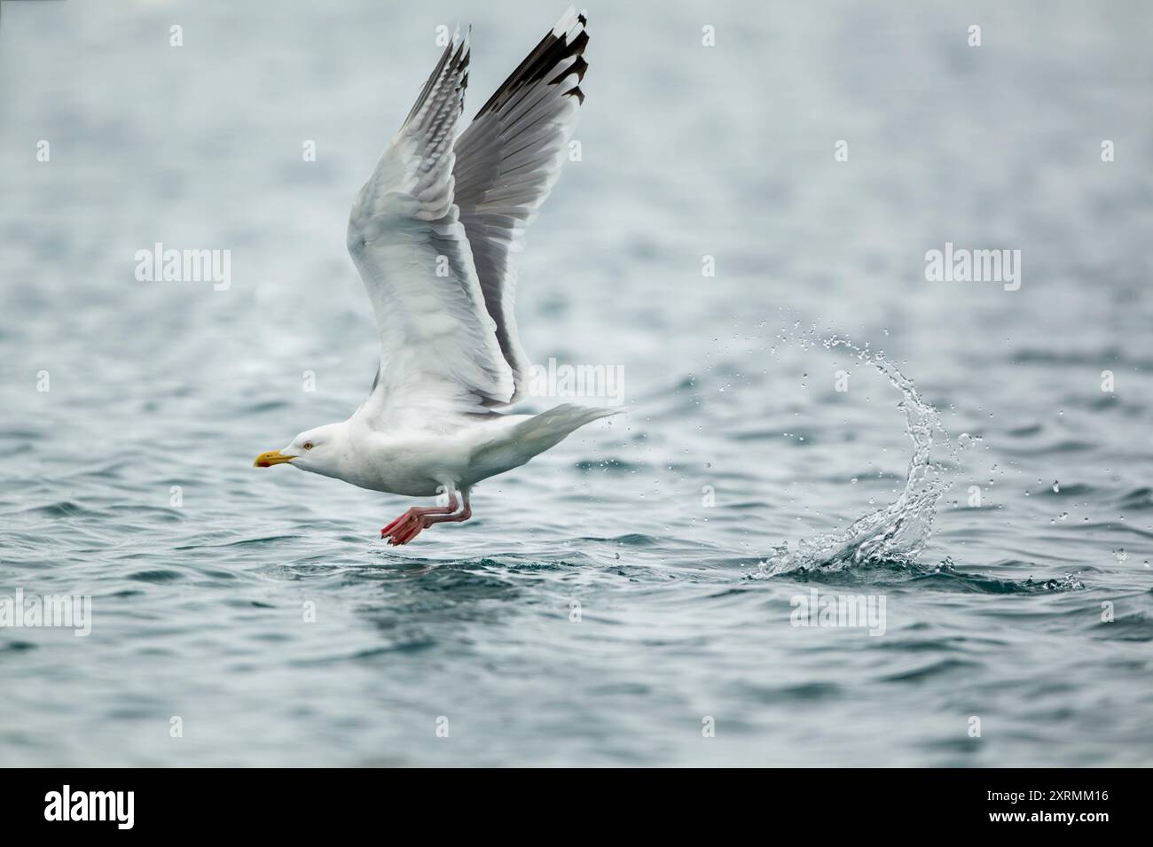 Herring gull (Larus argentatus) wings raised in flight. Taking off with ...