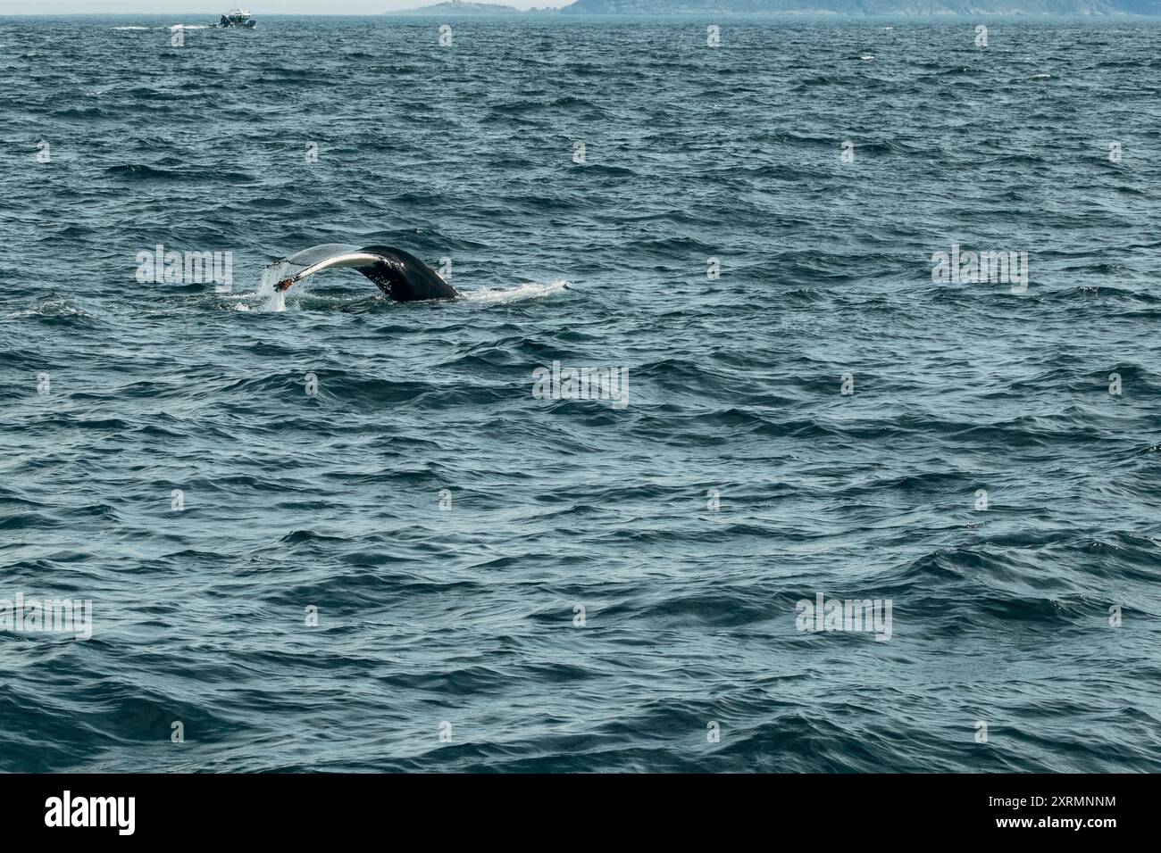 Tail humpback whale emerging hi-res stock photography and images - Alamy