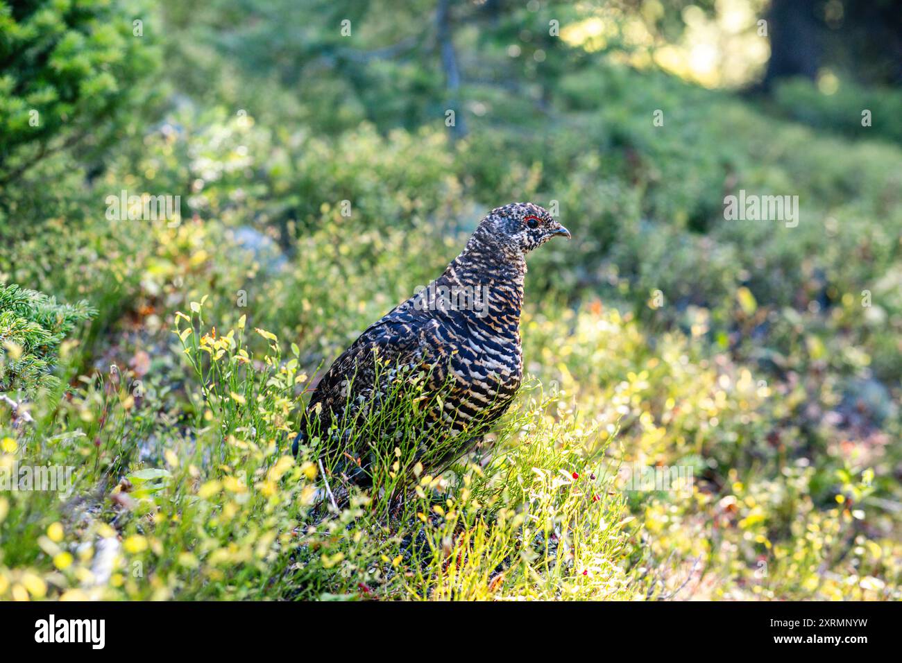 Pheasant hiding in grass hi-res stock photography and images - Alamy