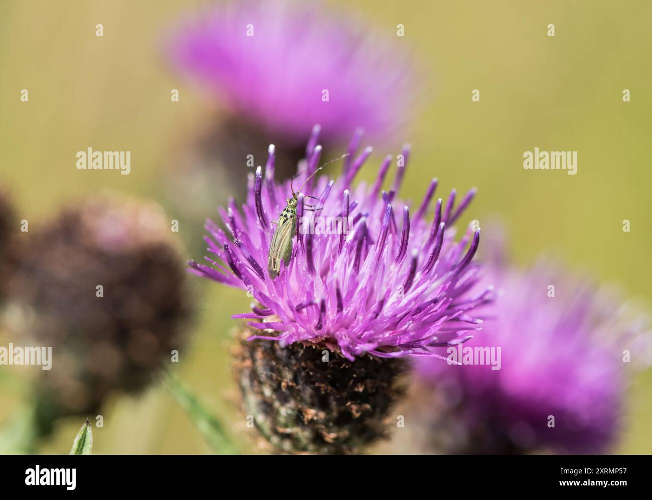 Knapweed Plant Bug (Oncotylus viridiflavus) on a Knapweed flower at Rye ...