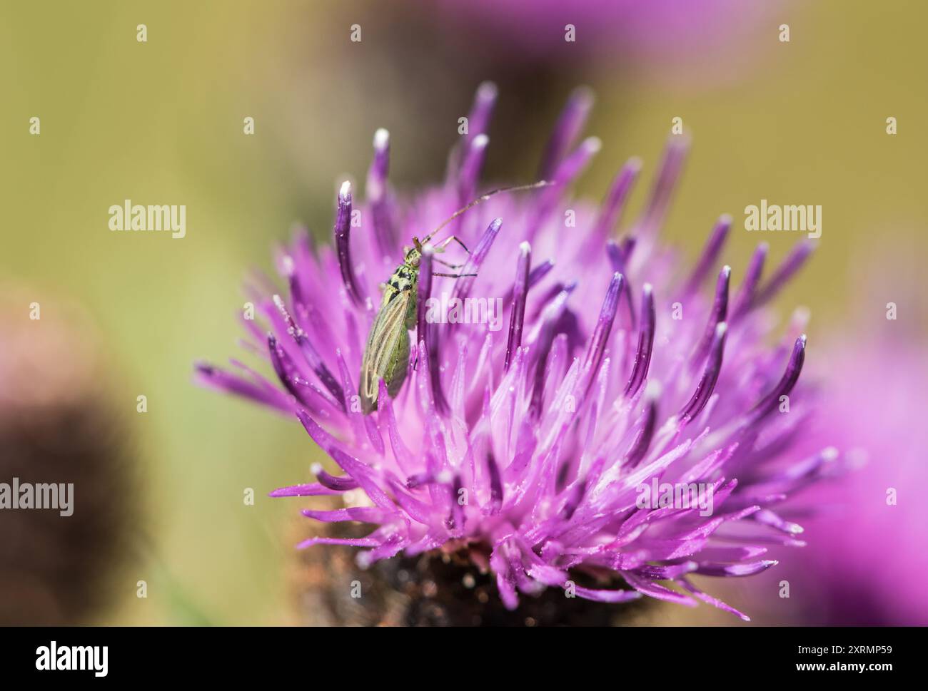 Knapweed Plant Bug (Oncotylus viridiflavus) on a Knapweed flower at Rye ...