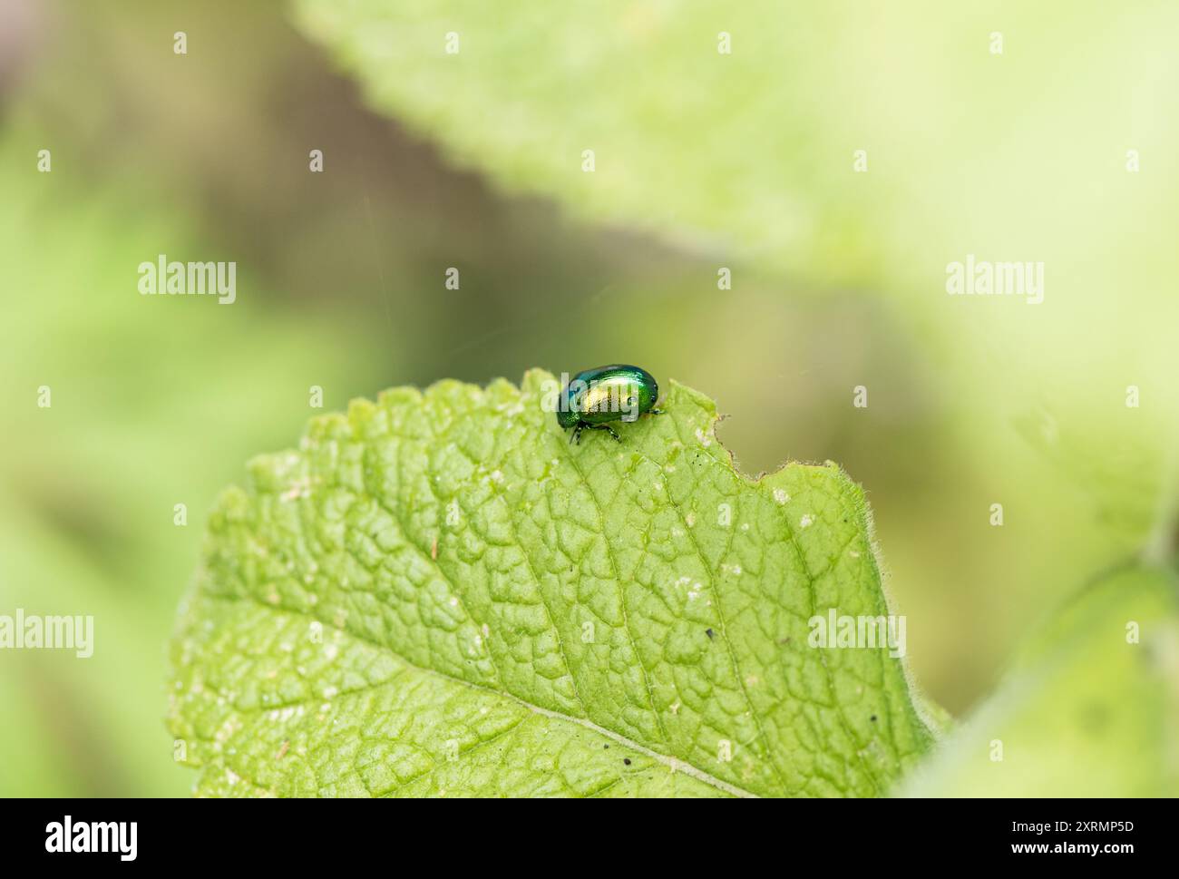 Mint Leaf Beetle (Chrysolina herbacea) on a leaf at Rye Meads, Herts ...