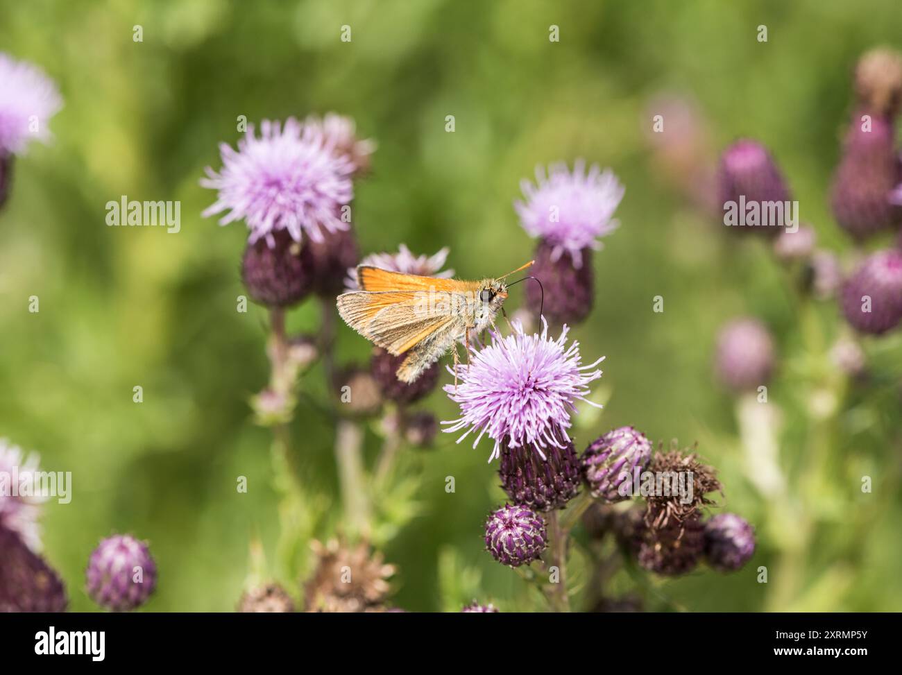 Foraging Small Skipper (Thymelicus flavus) on Chobham Common, Surrey Stock Photo - Alamy