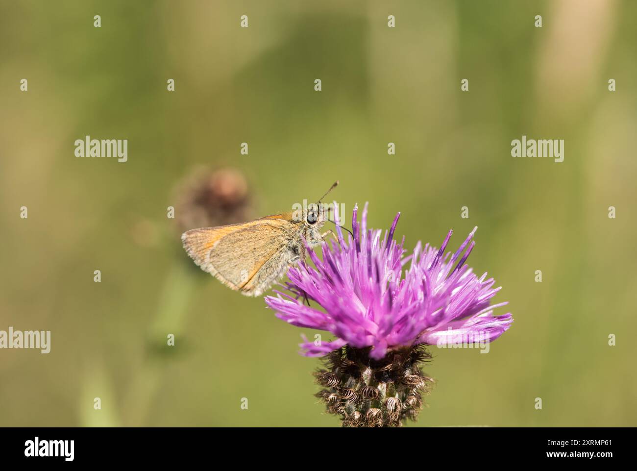 Foraging Small Skipper (Thymelicus flavus) on Chobham Common, Surrey Stock Photo - Alamy