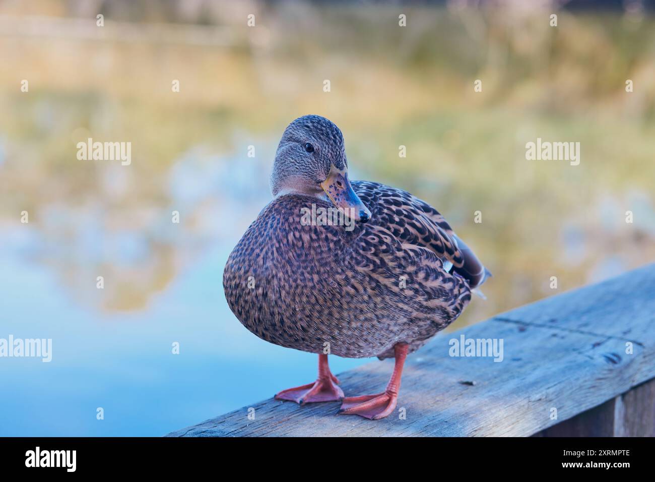 A duck posing on ledge in front of a lake Stock Photo - Alamy