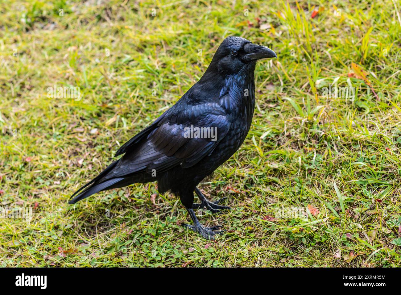 Image of raven sitting hi-res stock photography and images - Alamy