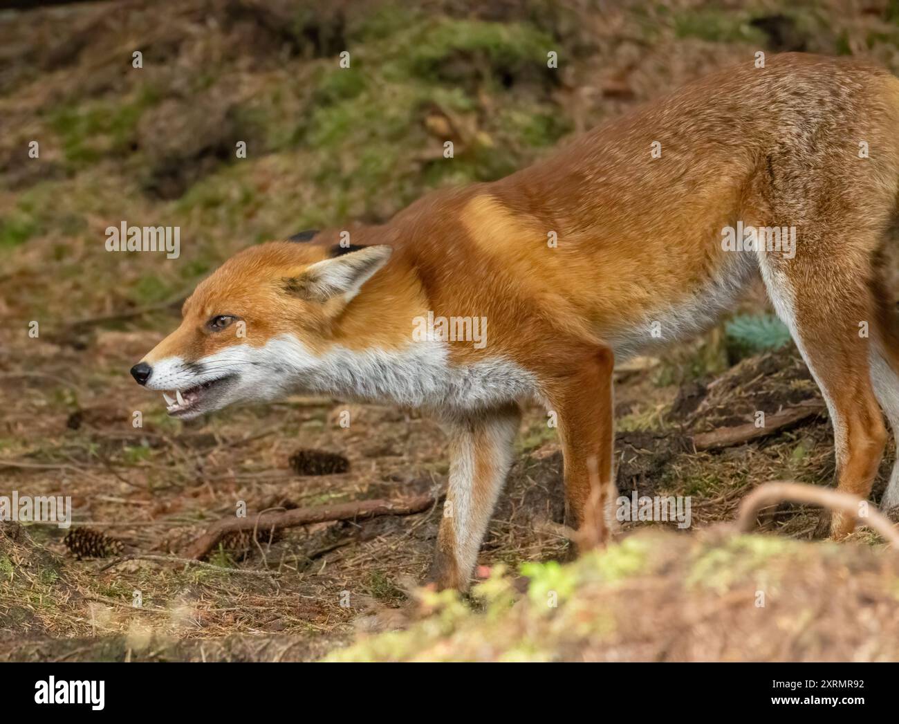 Beautiful dog fox eating a chick in the forest Stock Photo - Alamy