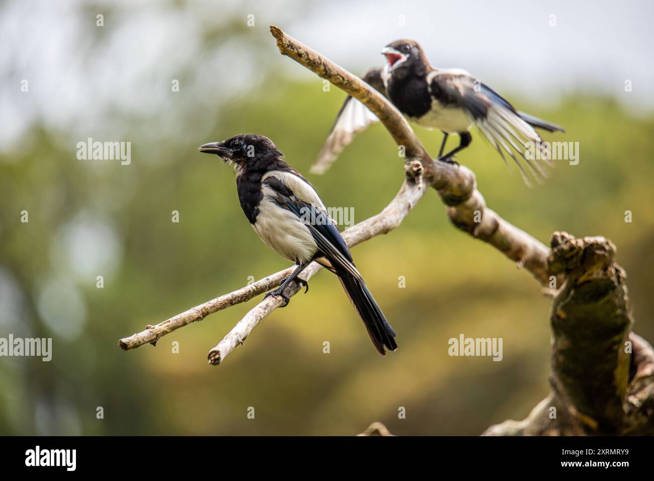 Magpies fighting hi-res stock photography and images - Alamy