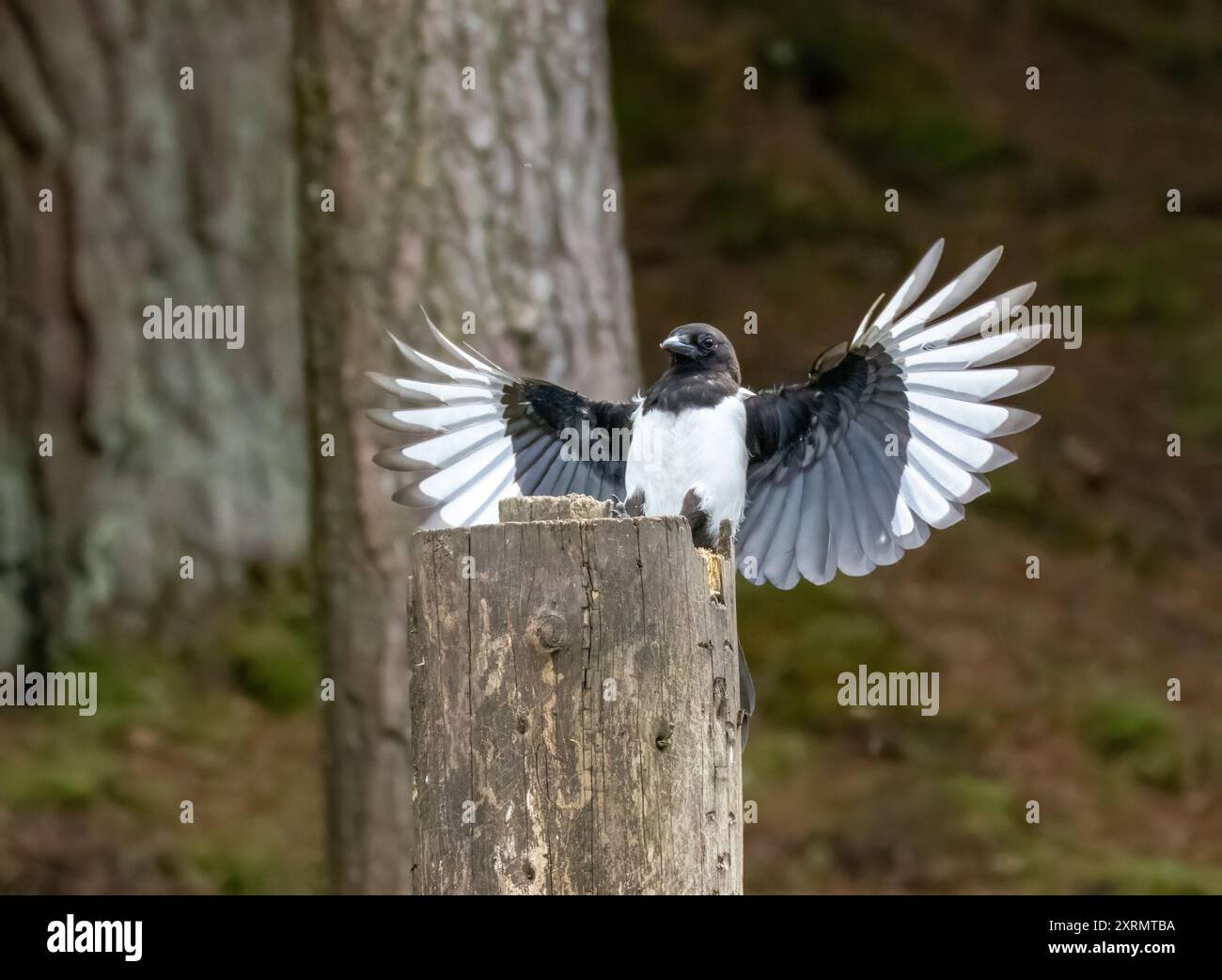 Magpie coming in to land on a tree stump with wings out in the forest ...