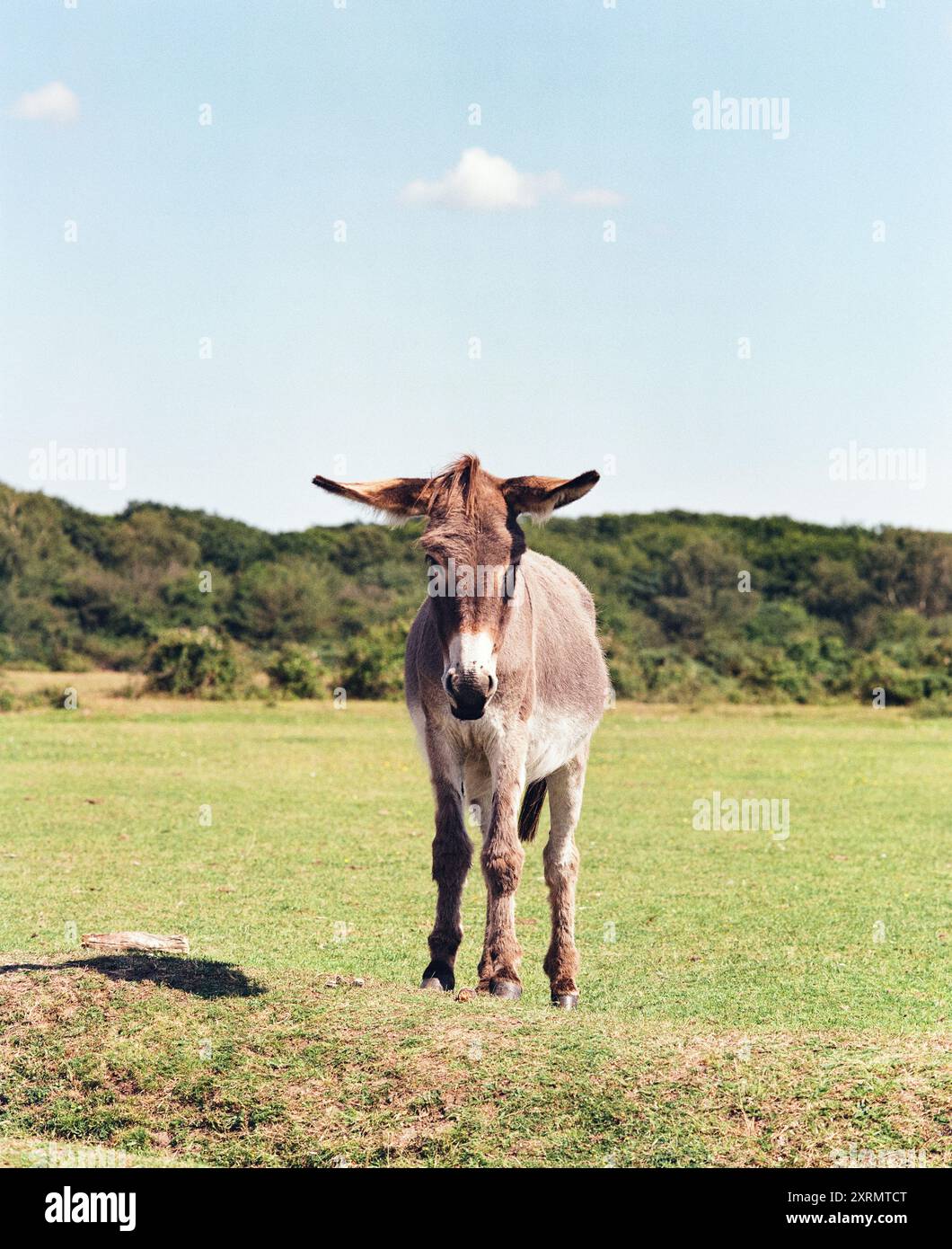 Donkey in the New Forest, Hampshire, England, United Kingdom Stock ...