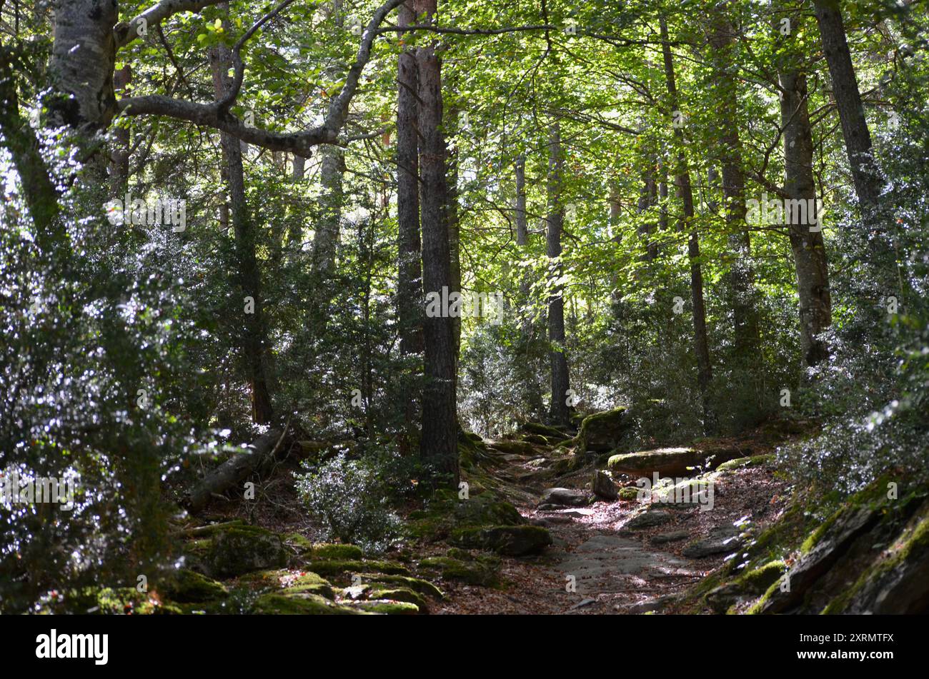 The Selva de Oza, an extensive beech and fir mixed forest in the ...