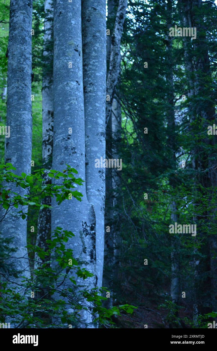 The Selva de Oza, an extensive beech and fir mixed forest in the ...