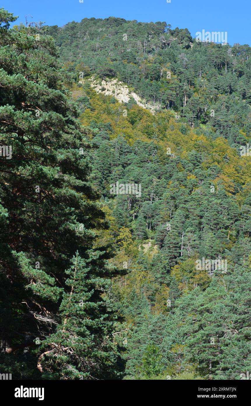 The Selva de Oza, an extensive beech and fir mixed forest in the ...