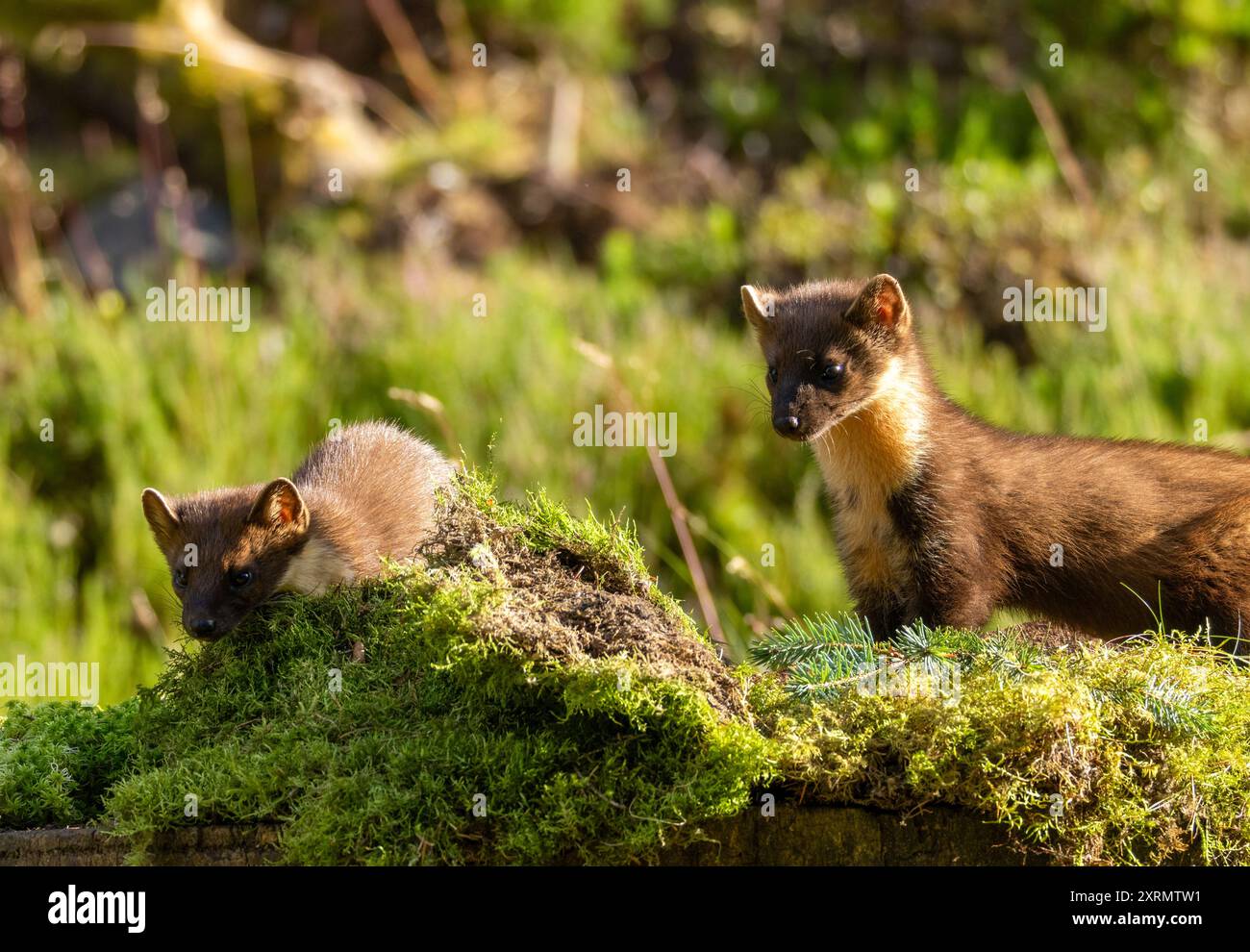 Pine marten kits hi-res stock photography and images - Alamy