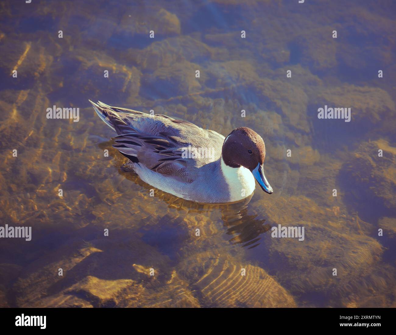 A duck swimming in the transparent waters of a lake Stock Photo - Alamy