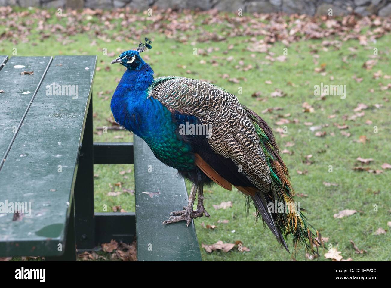 Adorned in vibrant plumage hi-res stock photography and images - Alamy