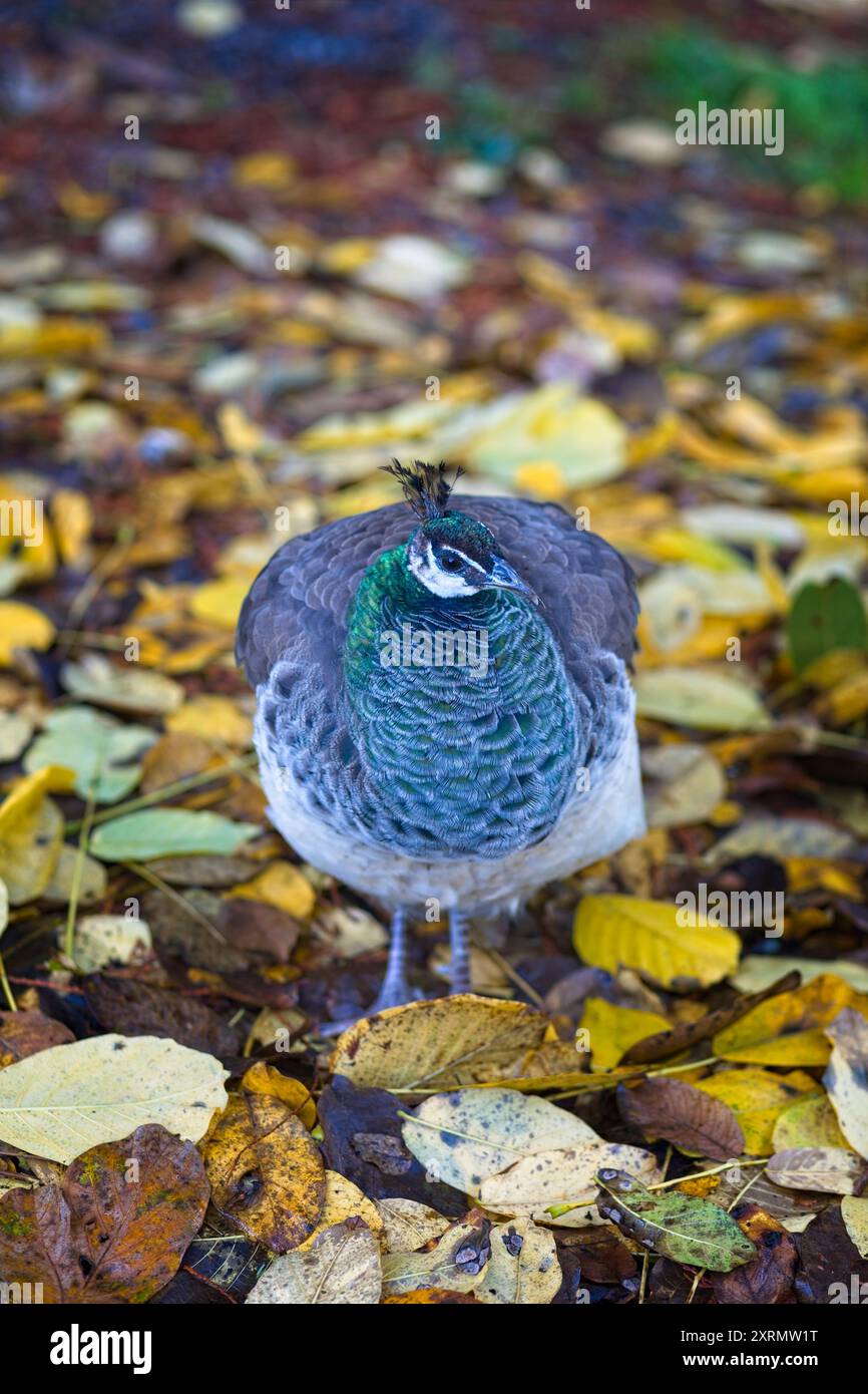 A graceful female peacock stands regally amidst a carpet of multi ...