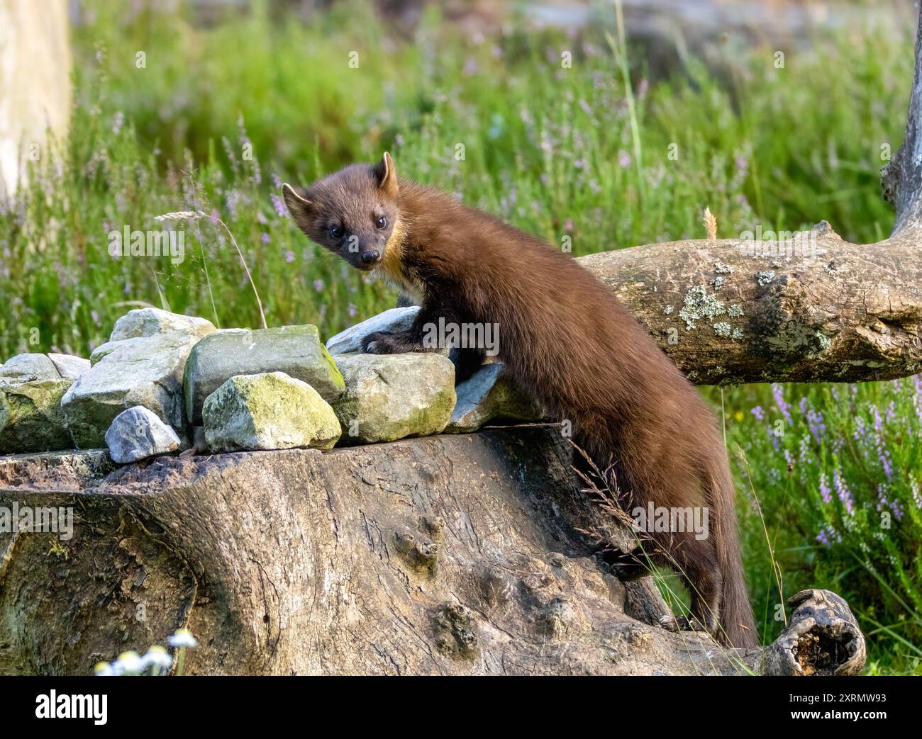 Beautiful young pine marten exploring the forest during daylight hours ...