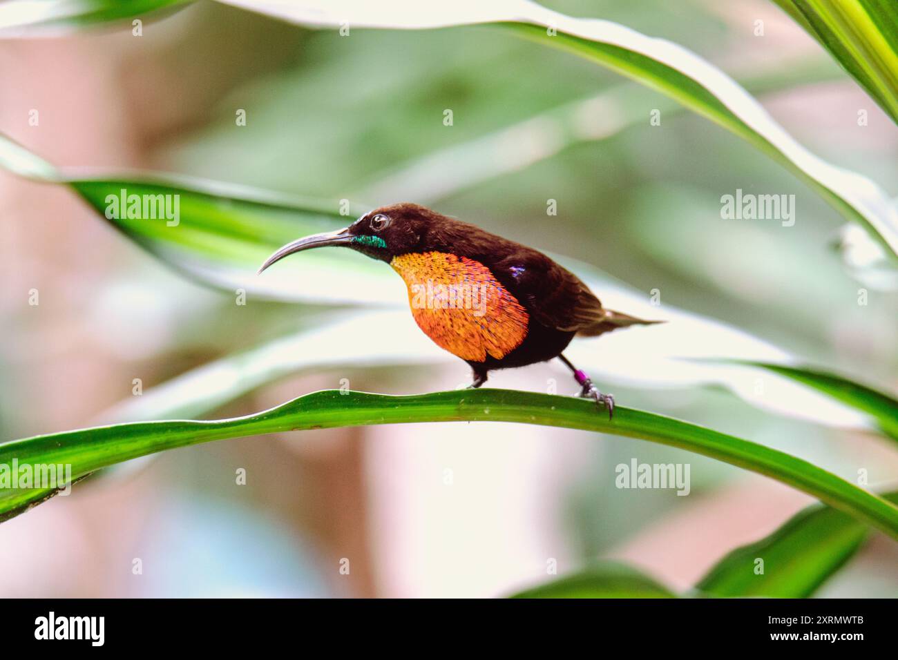 Scarlet emerald hi-res stock photography and images - Alamy