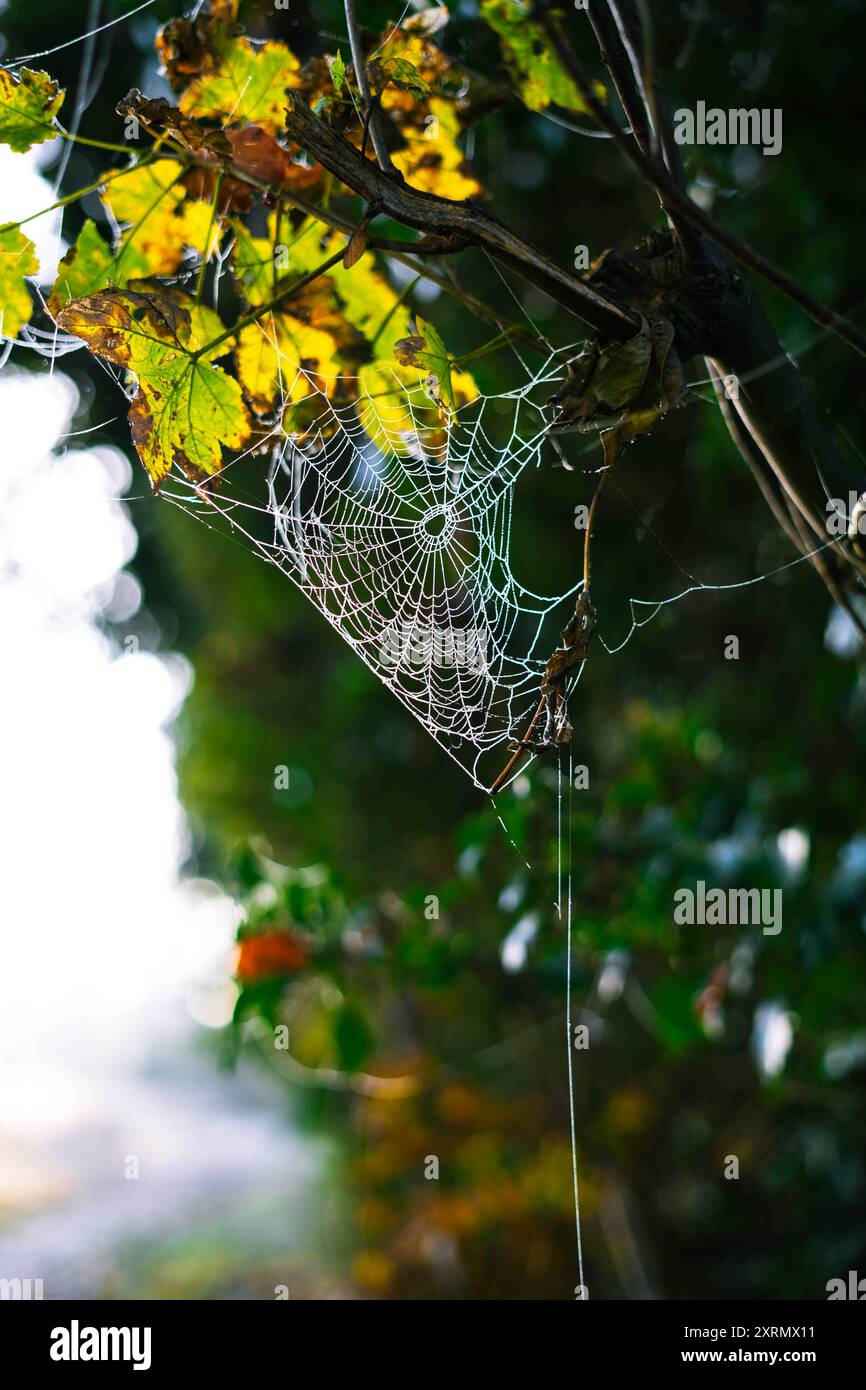 spider on tree Stock Photo - Alamy