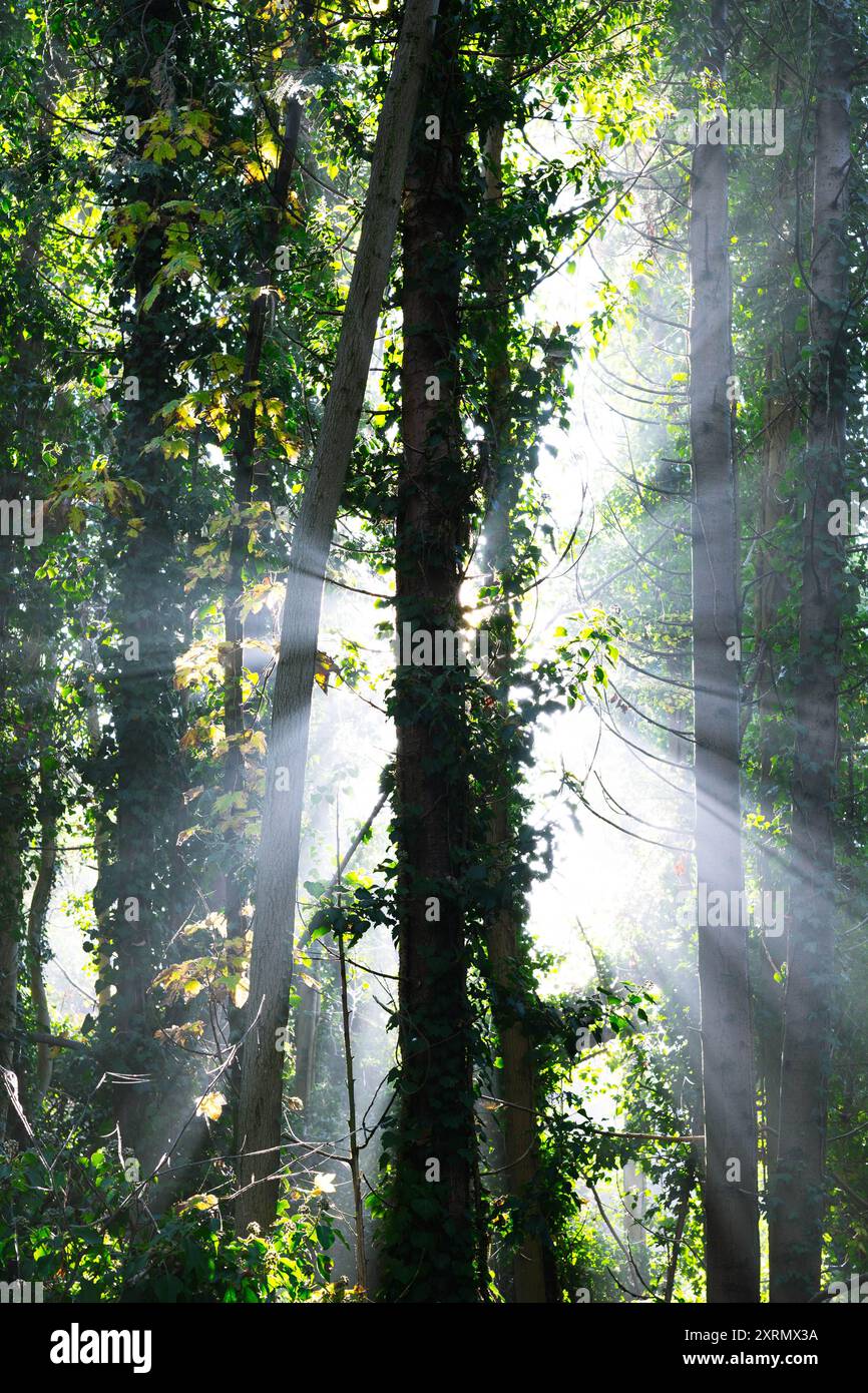 light flare through trees Stock Photo - Alamy