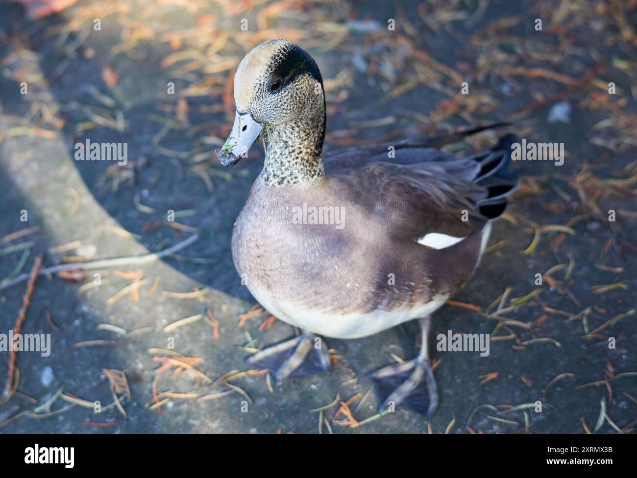A cute duck giving the camera a closer look Stock Photo - Alamy