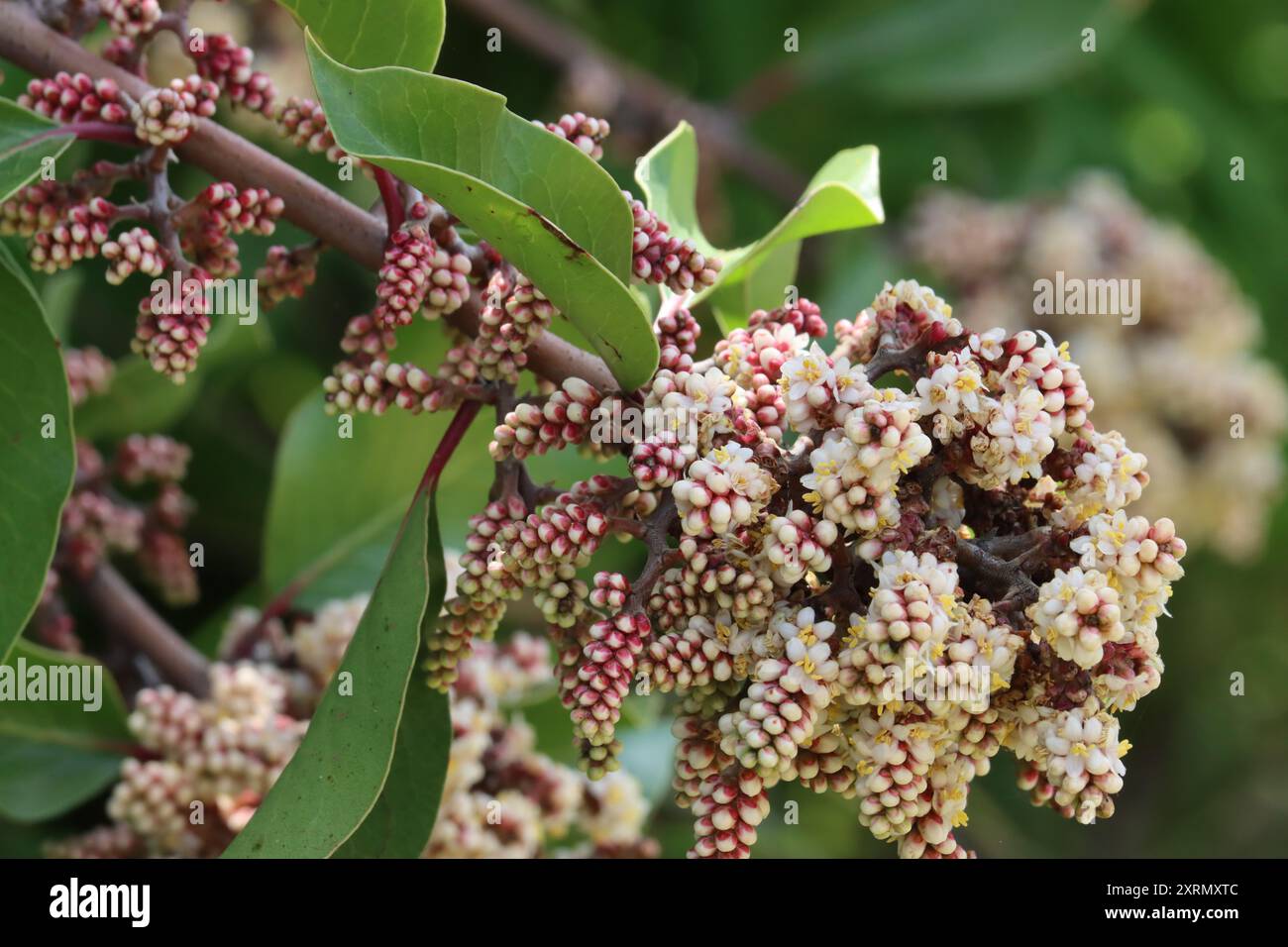 Sugar Sumac, Rhus Ovata, a resplendent native shrub displaying ...