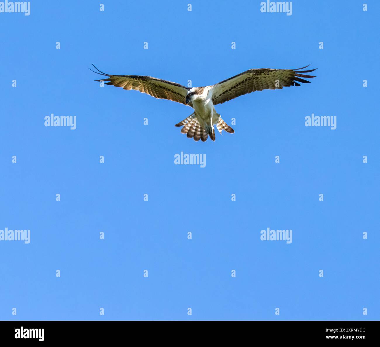 Osprey in flight beautiful hi-res stock photography and images - Alamy