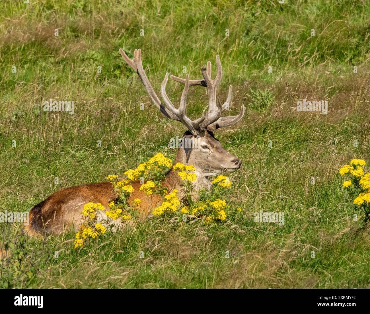 Beautiful red deer stag with velvet on antlers lying in the meadow in ...