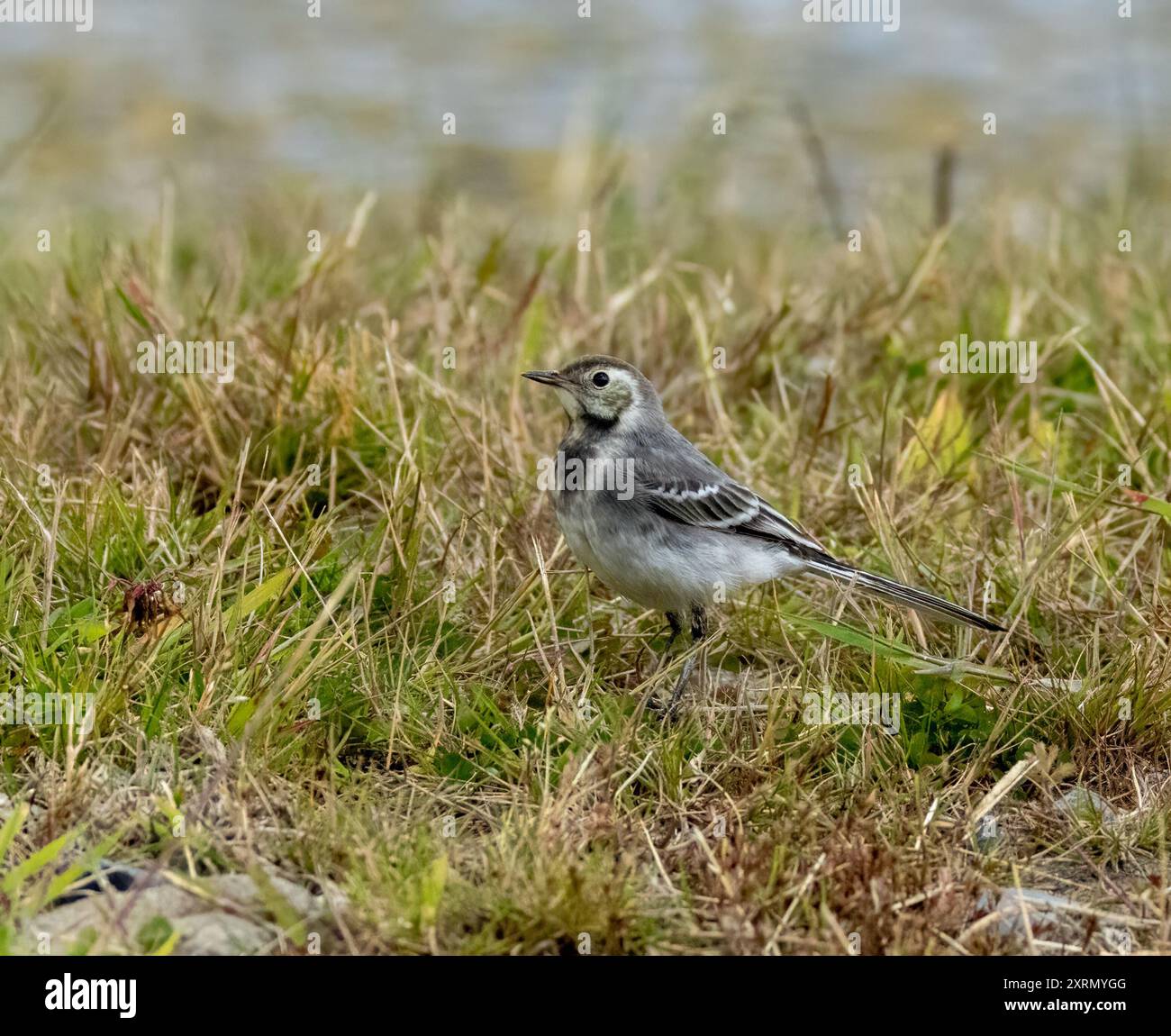 Juvenile pied wagtail bird in the long grass Stock Photo - Alamy