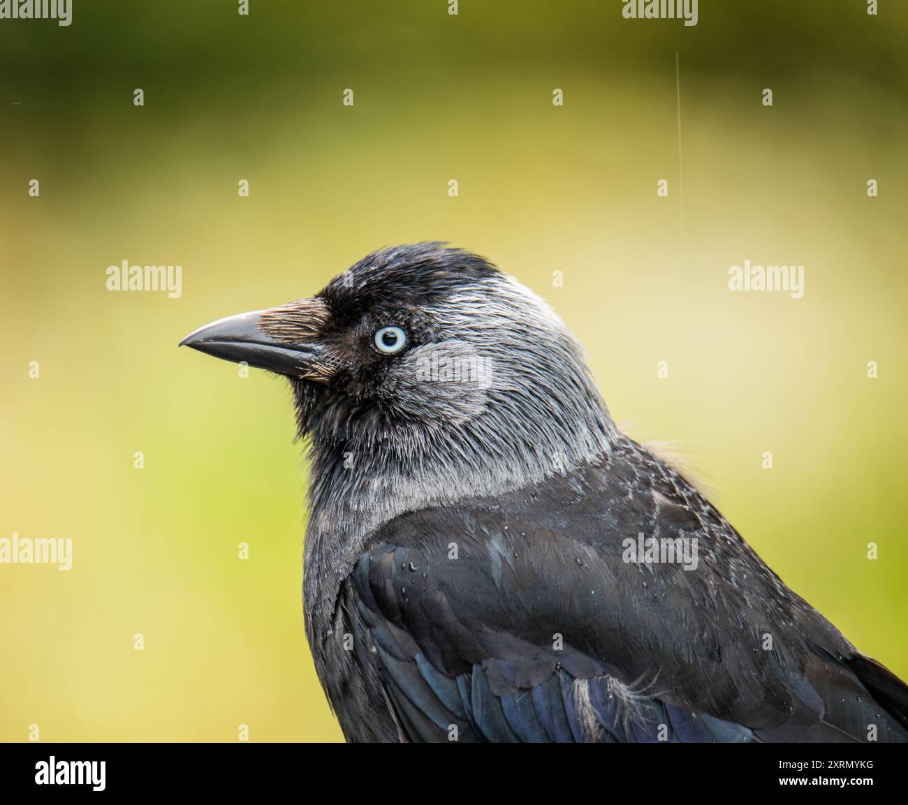 A profile of a young crow Stock Photo - Alamy