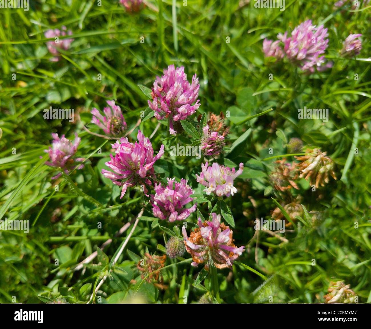 Red clover flowers (Trifolium pratense Stock Photo - Alamy