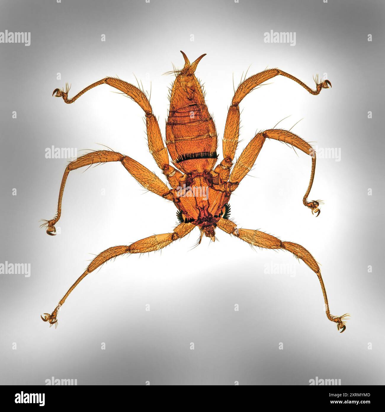 Flying fox, bat ectoparasite, white background Stock Photo - Alamy