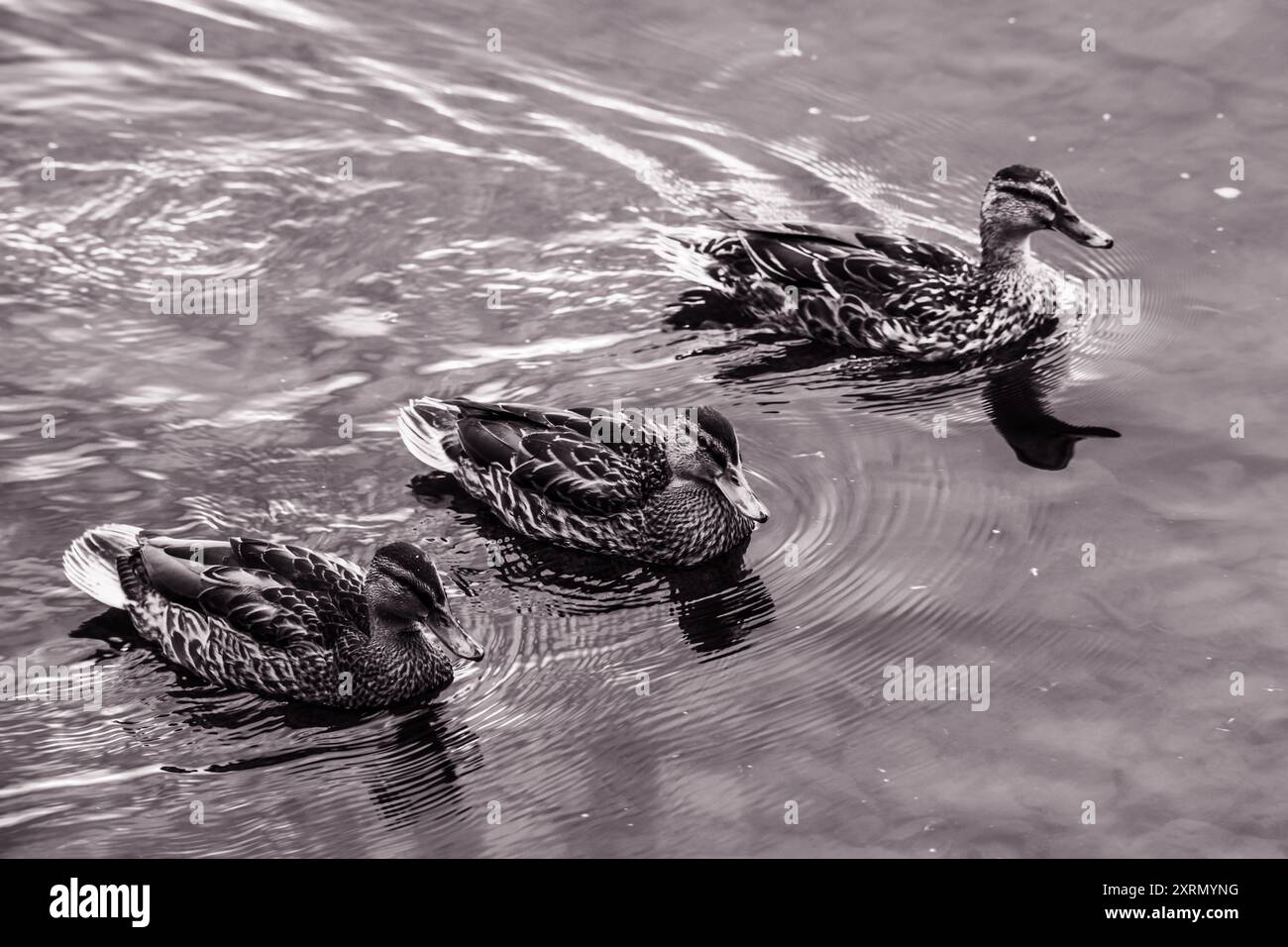 Three female ducks gracefully navigate the water's surface, their ...