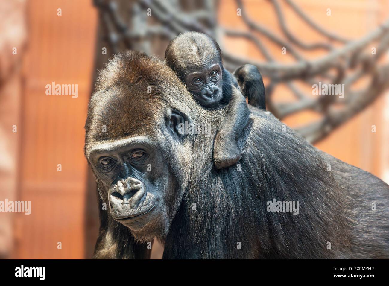 Baby gorilla on her mom's back. The Western lowland gorilla, one of the critically endangered ...