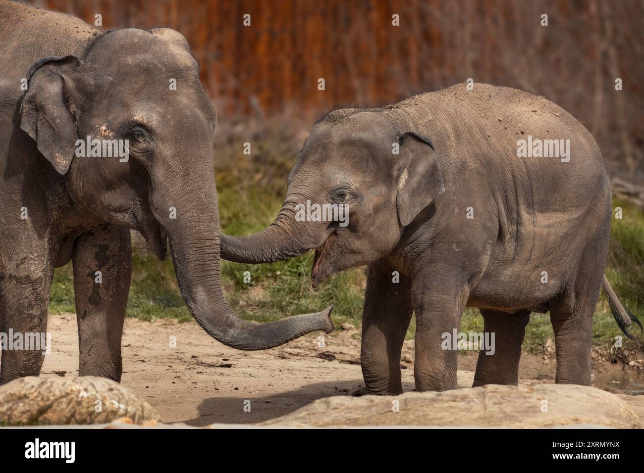 The Asian elephant (Elephas maximus), also known as the Asiatic ...