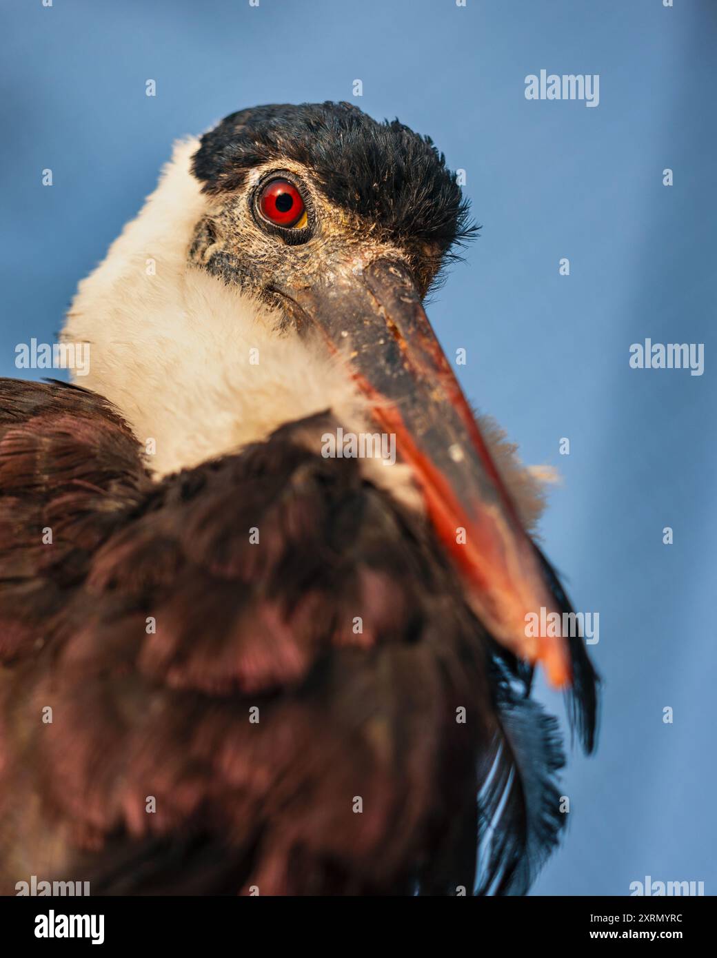 Portrait of the black stork (Ciconia nigra). It is a large bird from ...