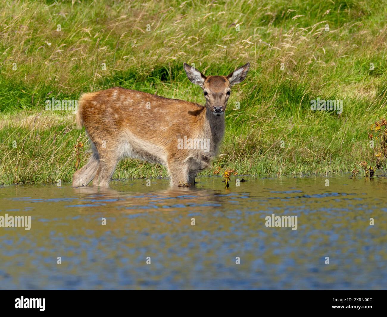 Beautiful female red deer drinking and bathing in the cool pond on a ...
