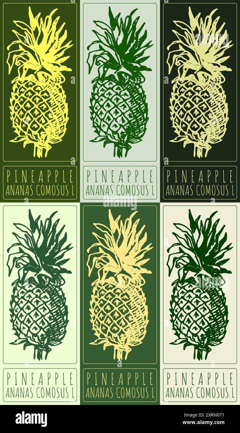 Set of vector drawing PINEAPPLE in various colors. Hand drawn ...