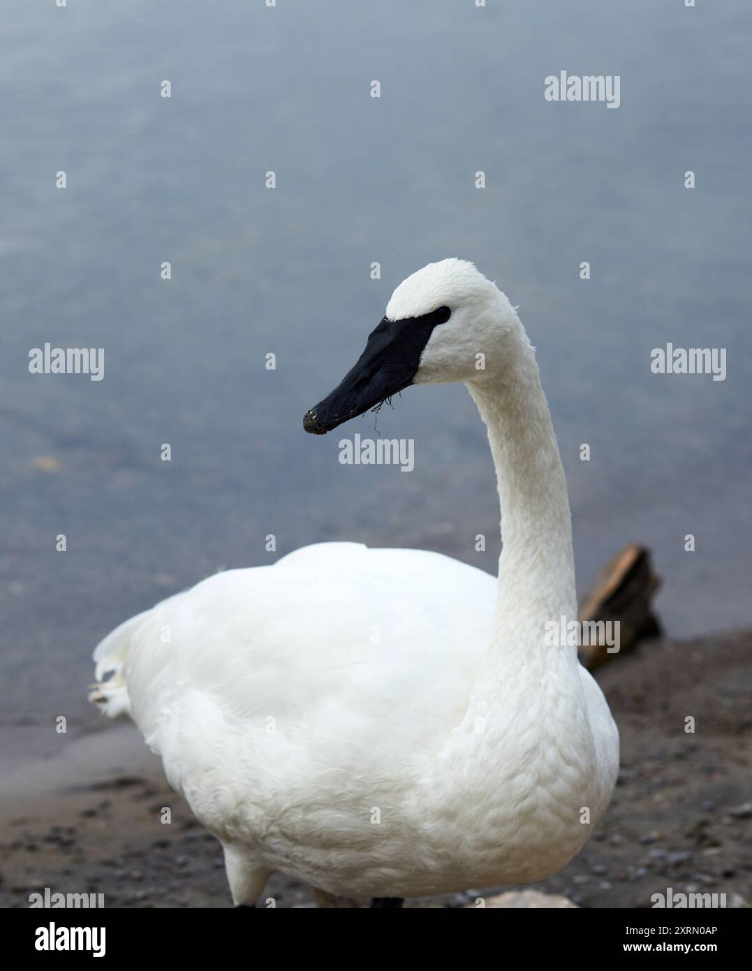 A swan with a black bill coming out of a lake Stock Photo - Alamy