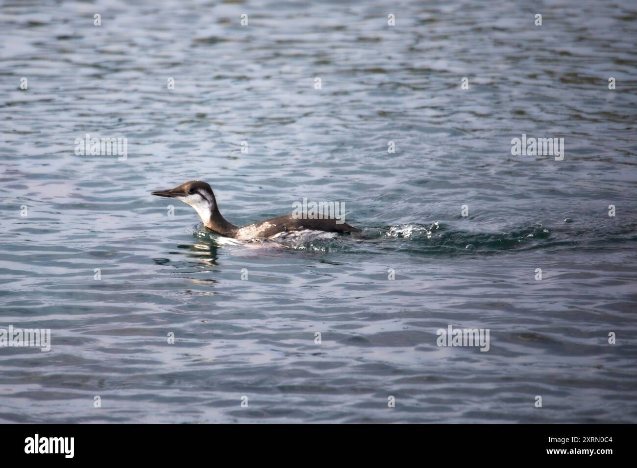 A Common Loon, its distinctive markings reflected in the still sea ...